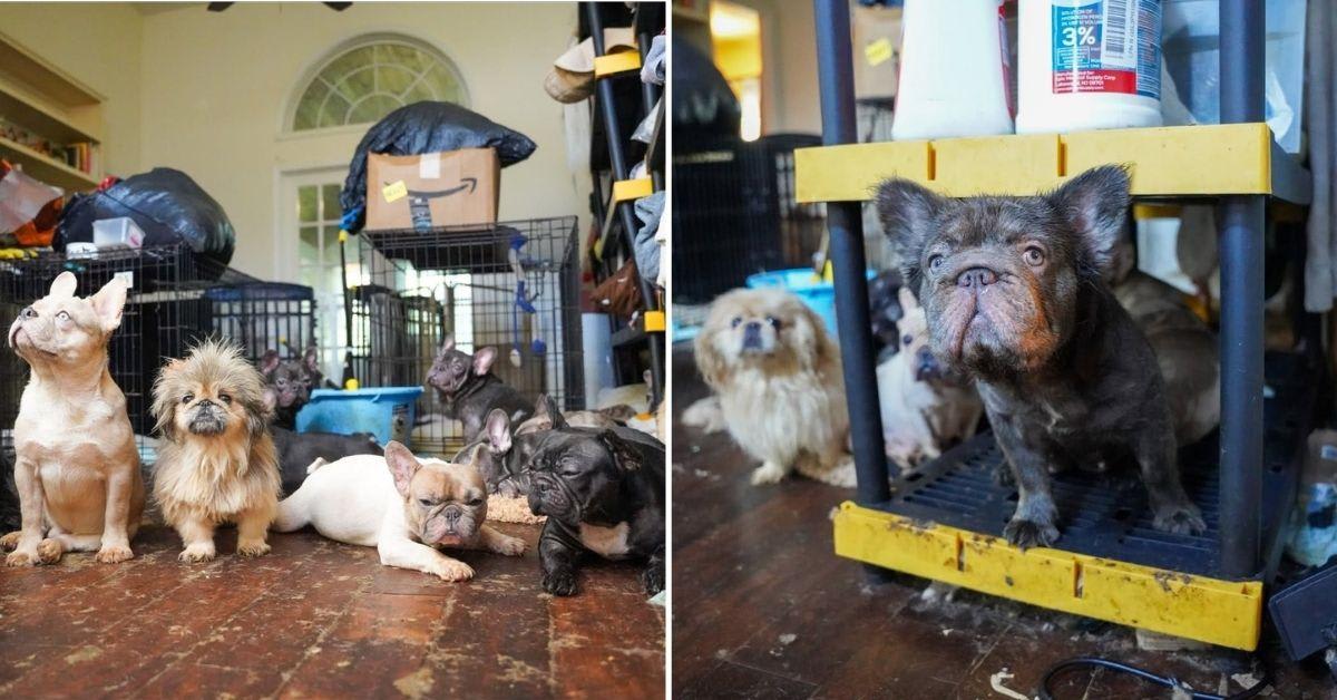 Police Rescued Over 80 Animals, Mostly Small Dogs, From 'Dangerous ...