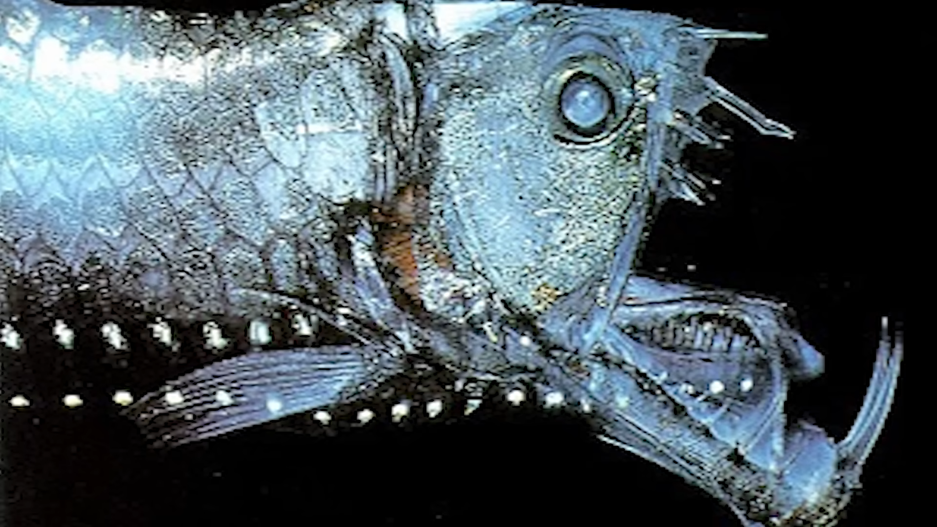 How Deep-Sea Creatures Rewrote the Laws of Biology