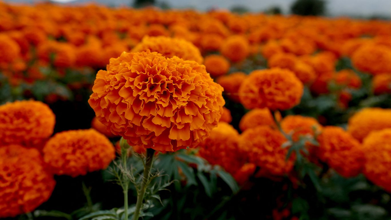 Why the cempasuchil flower is essential to Día de los Muertos