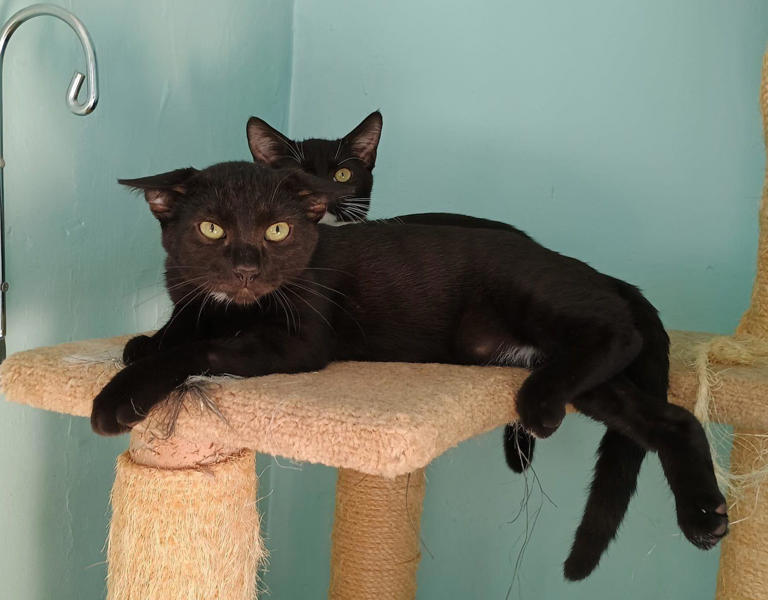 Miracle black kitten hand-reared from two-days-old is in new home for ...