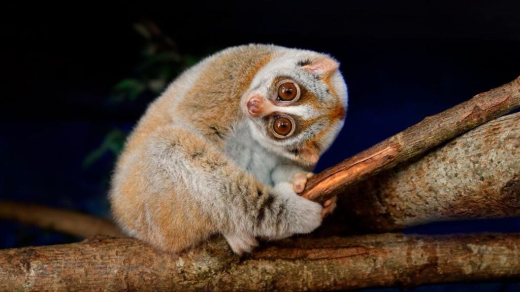 20 Unassuming Animals You Should Never Mess With