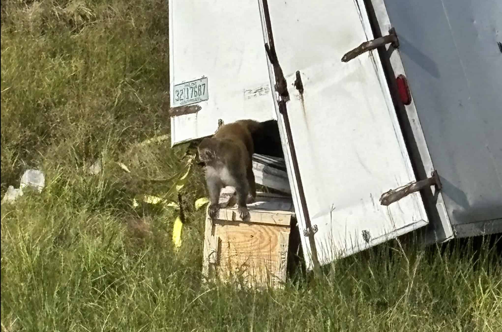 Not on My Bingo Card: Herpes-Infected Monkeys On the Loose After Truck ...