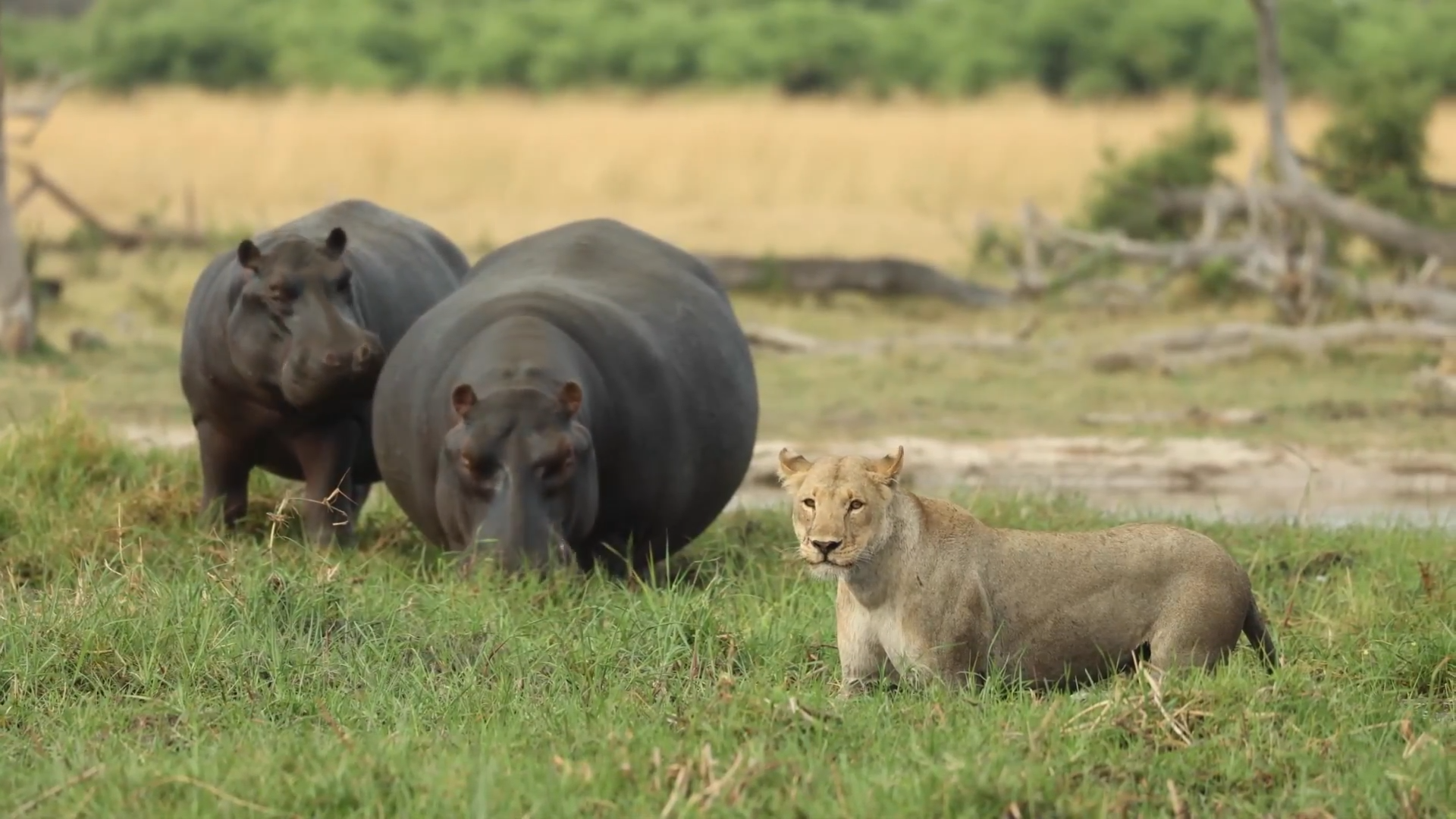 The Hidden Killers: 3 ‘Harmless’ Animals That Turned Deadly