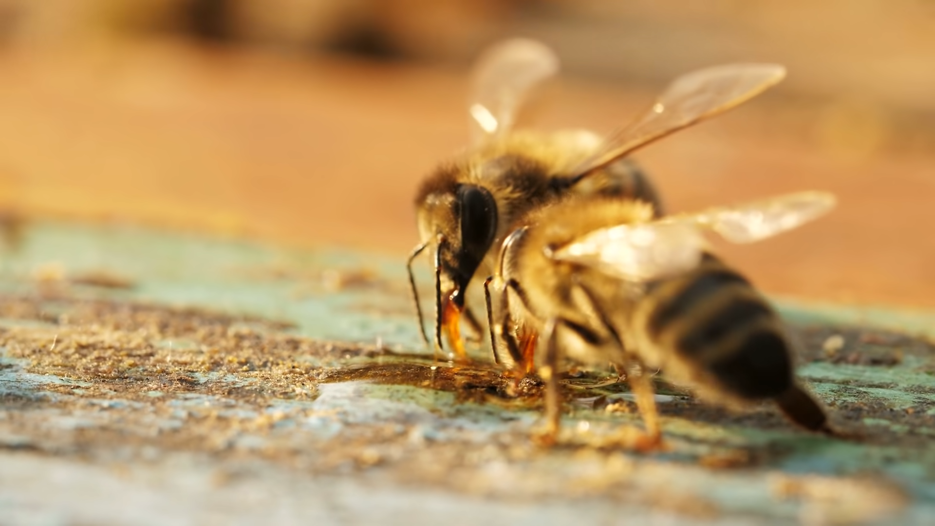 How Bees Use Democracy to Make Life-or-Death Decisions
