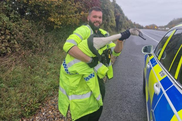 Hot Fuzz moment for Hampshire Police as swan rescued from motorway