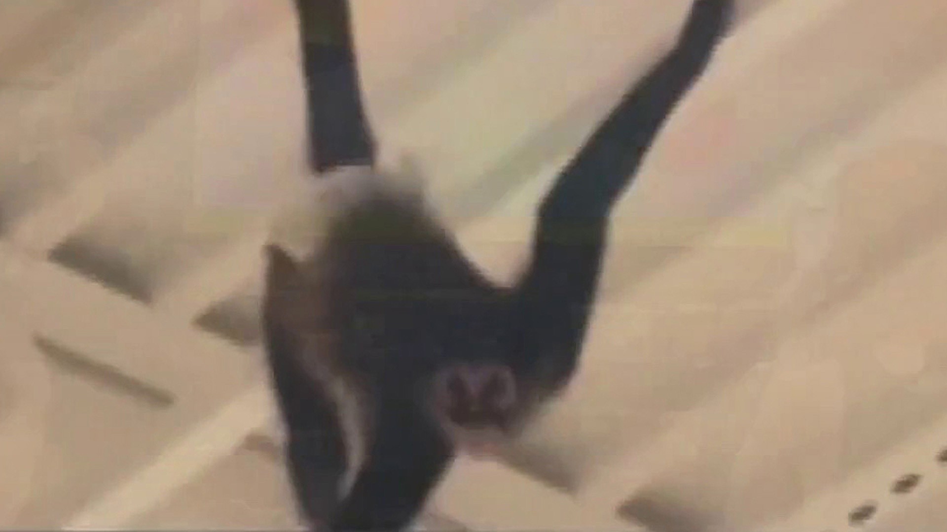 Pet Monkey Gets Loose and Swings Through Halloween Store