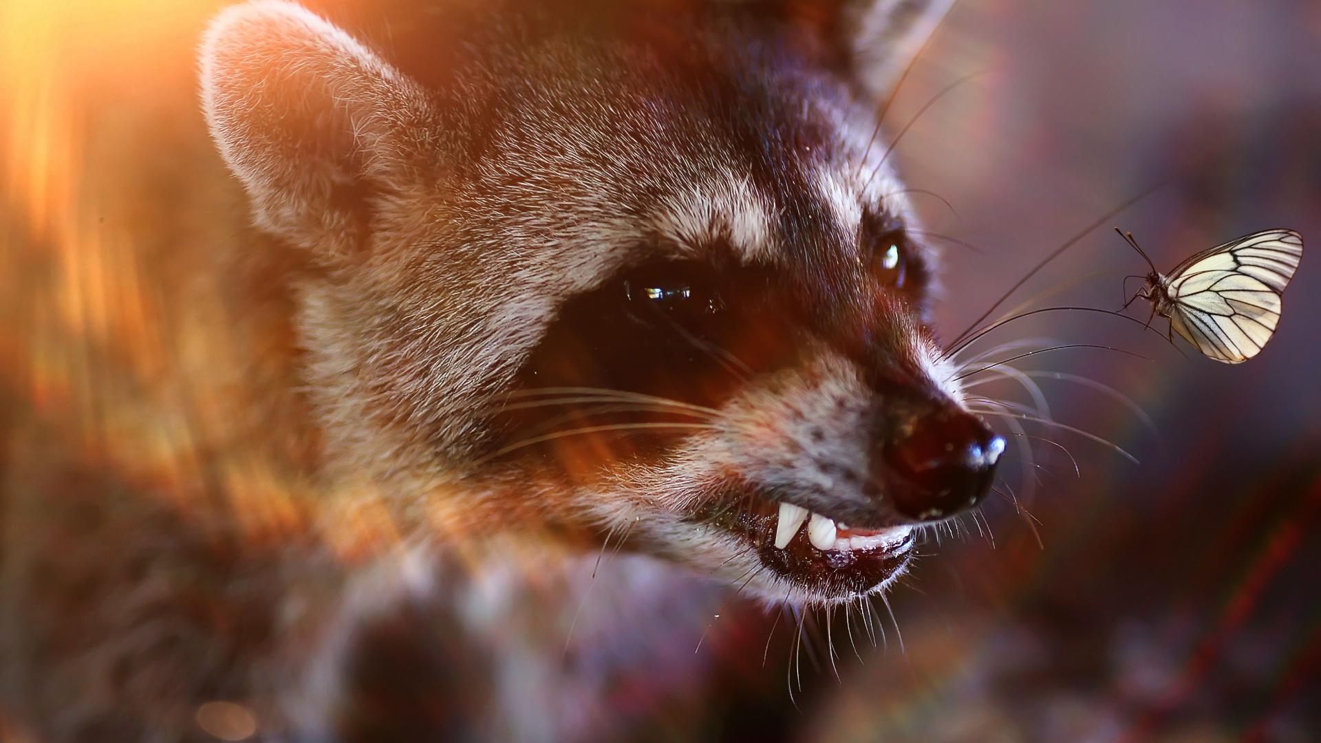 Canadian Animals That Are Surprisingly Dangerous