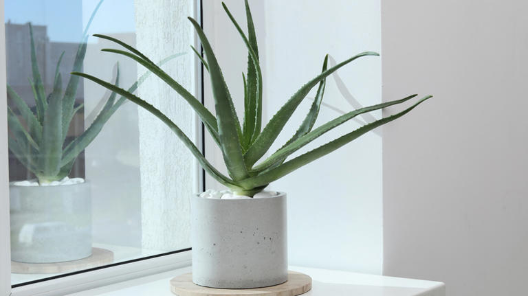 Is Growing Aloe Vera Dangerous? What You Should Know Before Planting