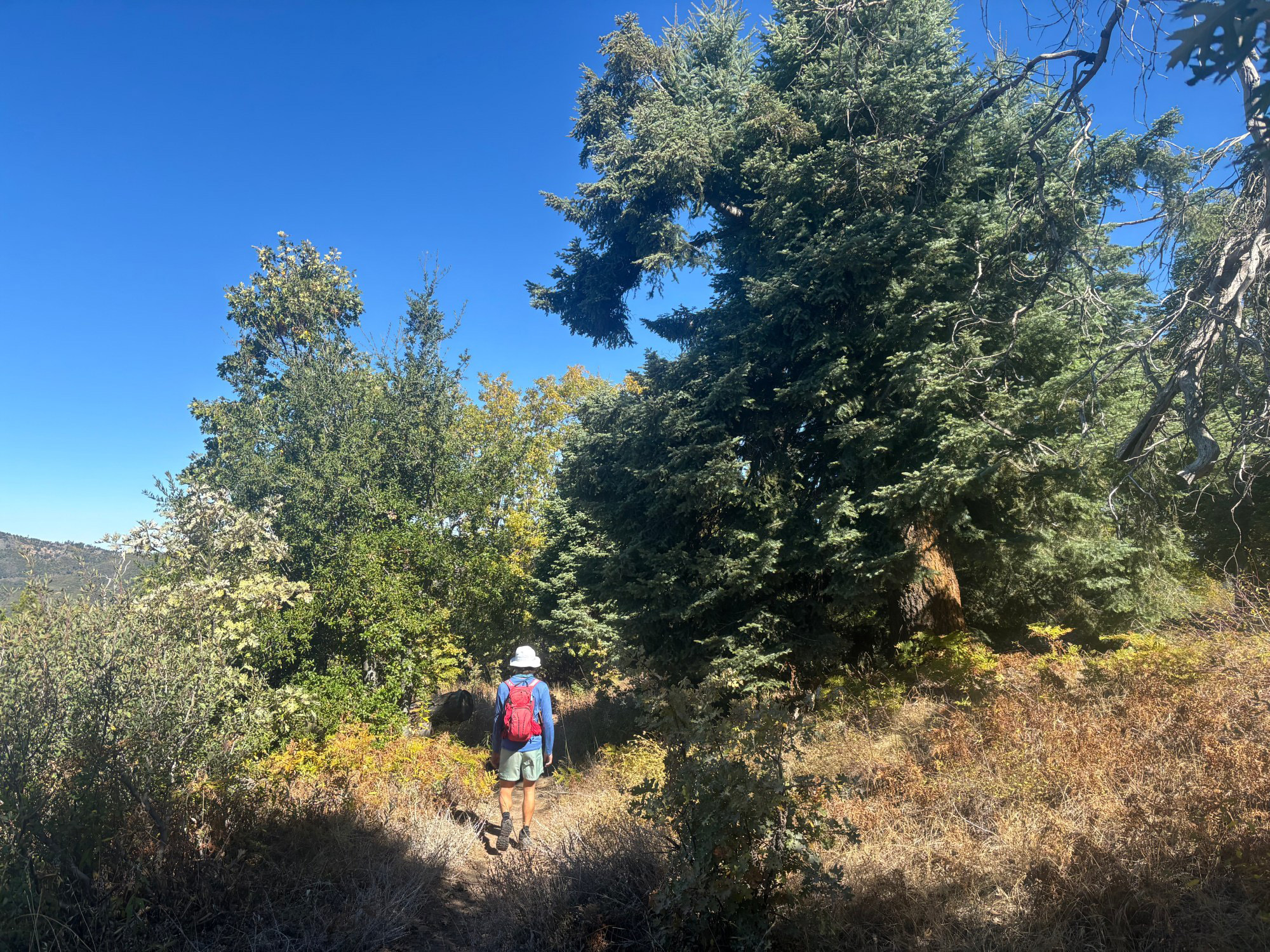 Maura Fox: Enjoy views from a fire lookout point in San Diego County's ...