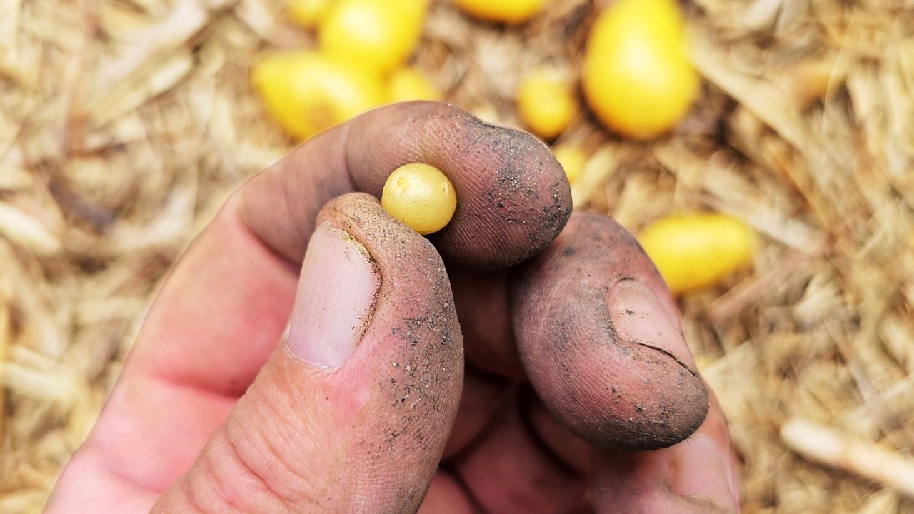 How much can you grow with a handful of tiny potatoes?
