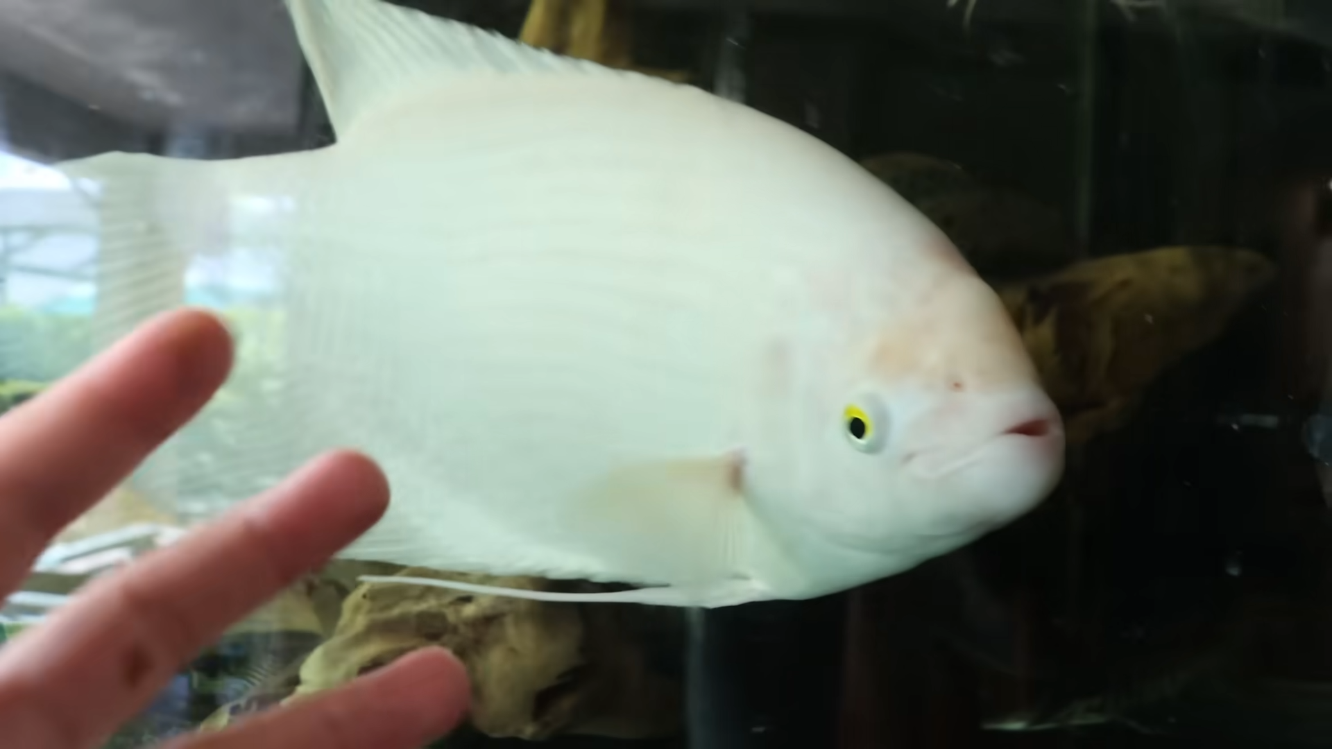 Massive aquarium feeding - hundreds of fish go wild