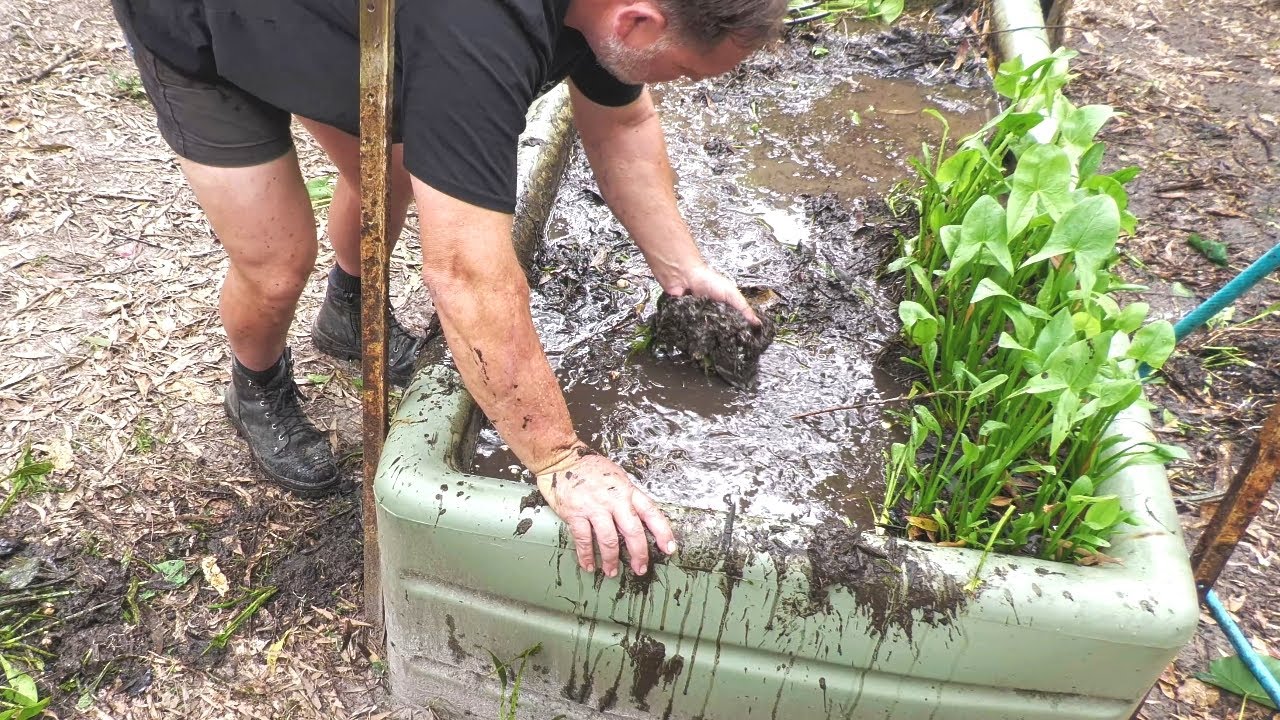 Growing food in a muddy bog raised bed | Taro and Arrow Head