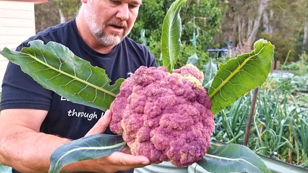 5 Top TIPS How to Grow BIG Cauliflower Heads at Home