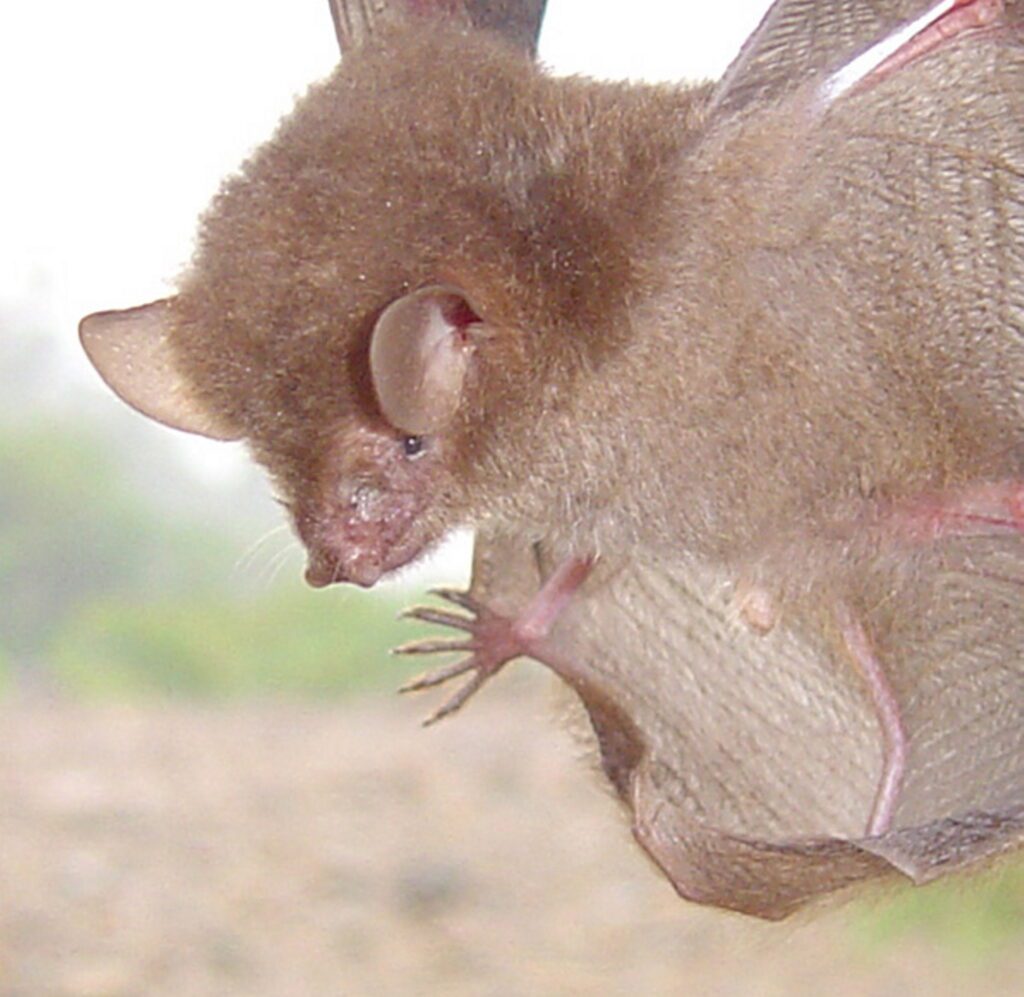 Six new species of bat discovered in time for Halloween