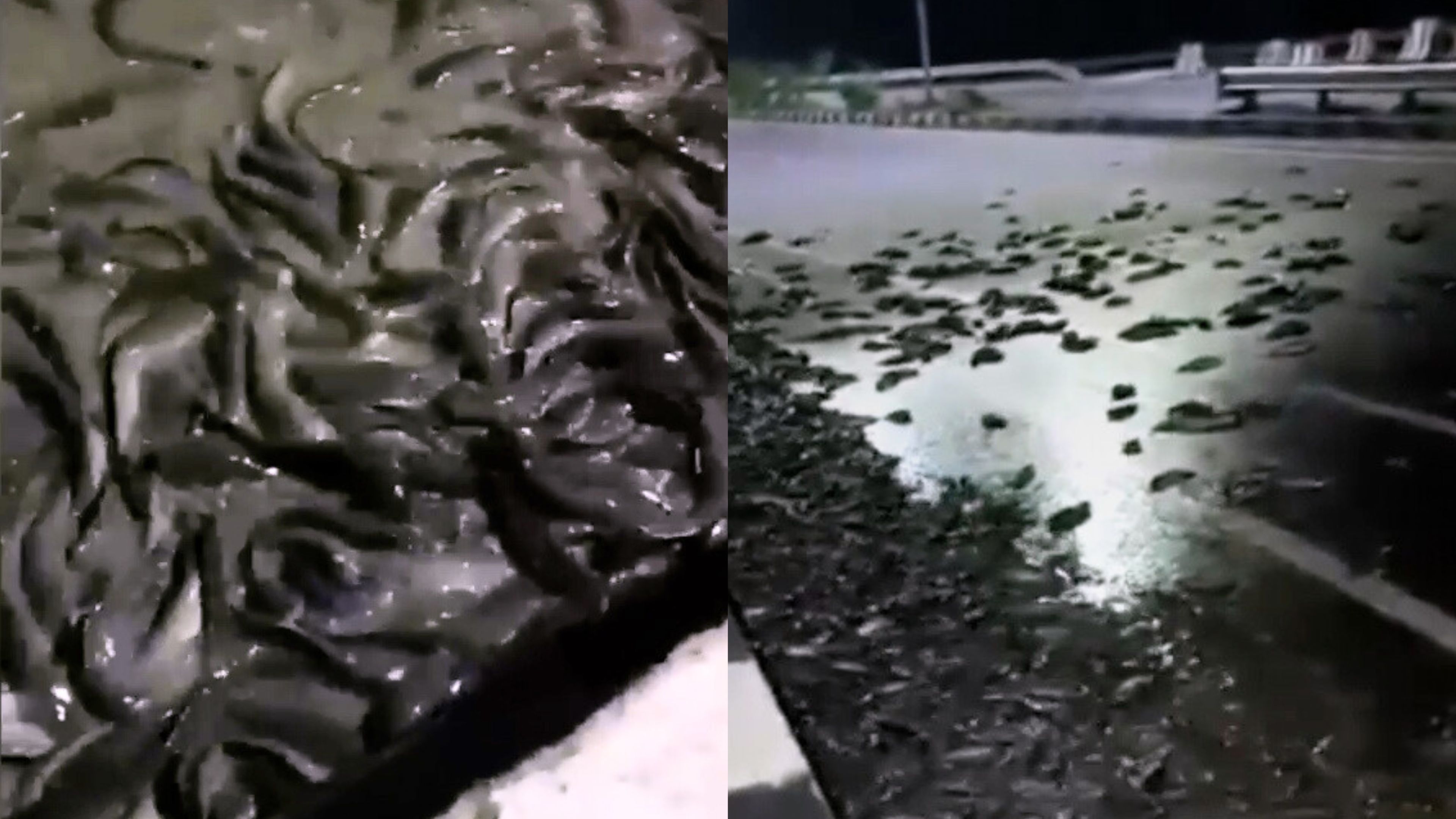 Truck lost control and spilled load of LIVE fish on highway