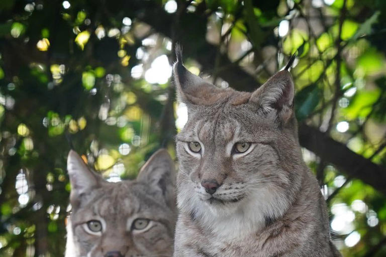 Lynx reintroduction in Northumberland a step closer after new enclosure ...