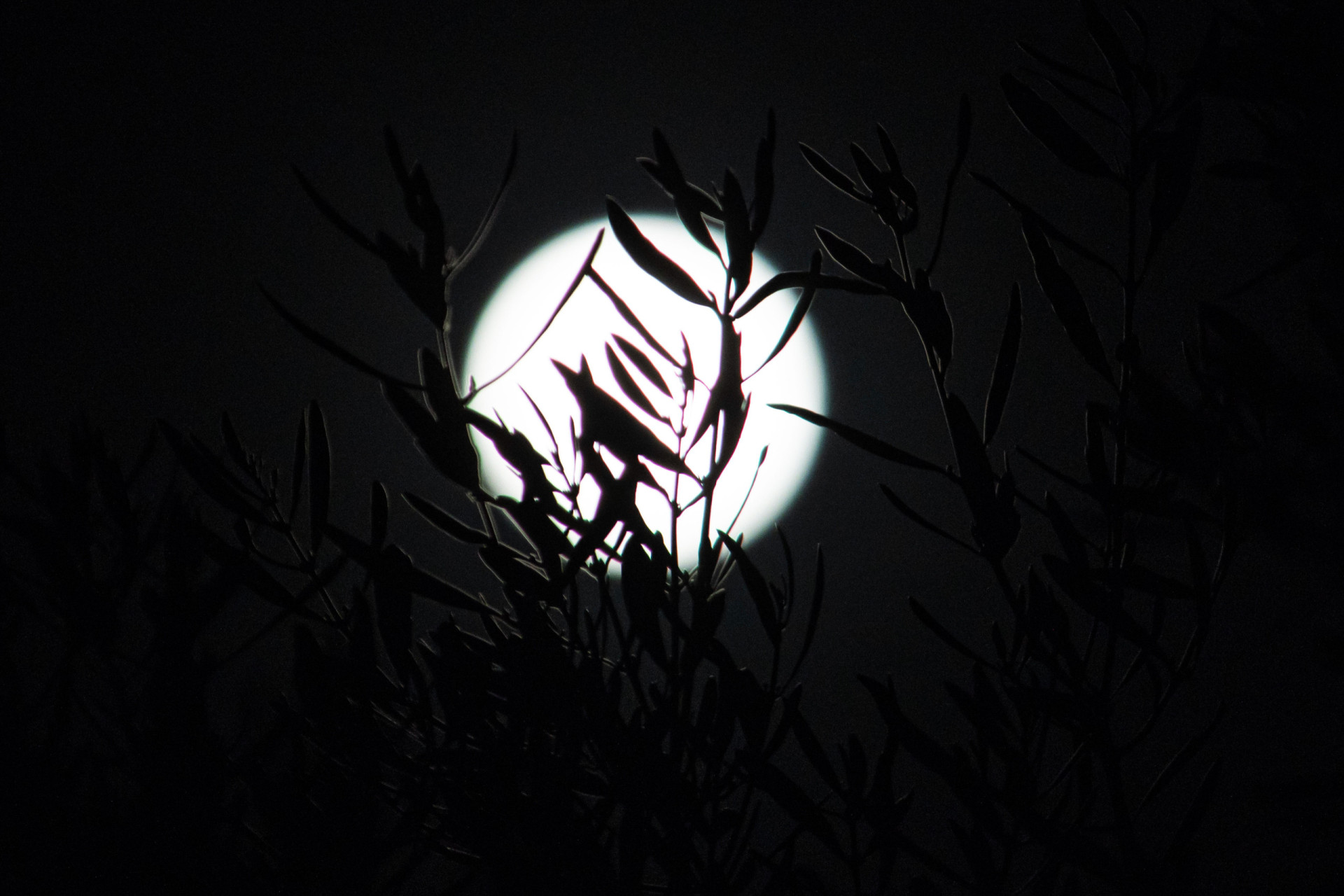 Alien life on the moon? New findings say maybe