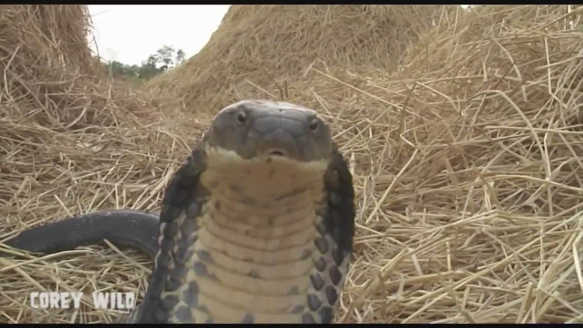 Mega king cobra | top 10 dangerous animals in the world