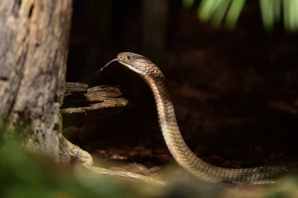 Snake sightings rise as temperatures climb