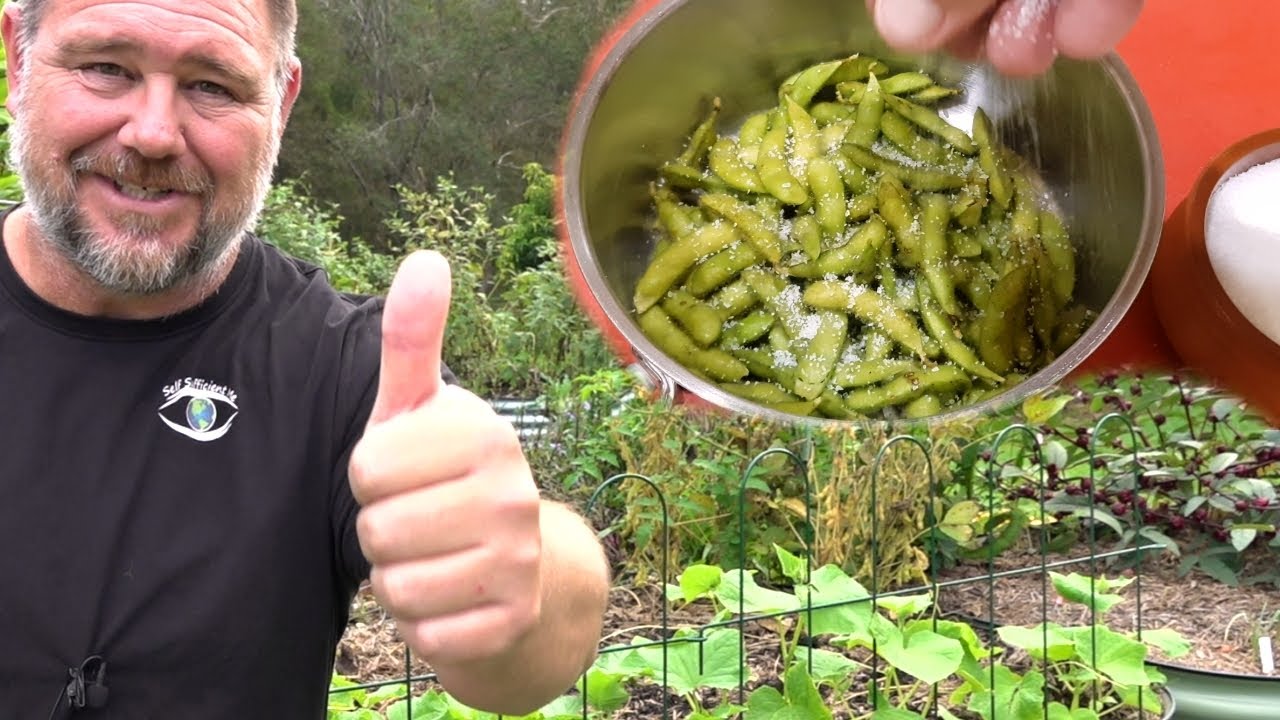 Growing edamame from seed to plate | Backyard soybeans