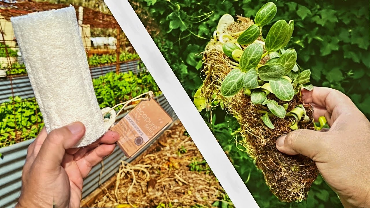 What happens when a luffa sponge goes to seed?