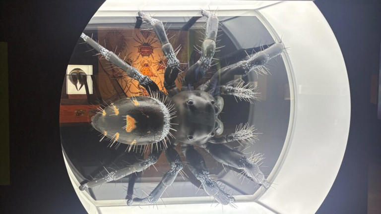 The Secret Lives of Spiders