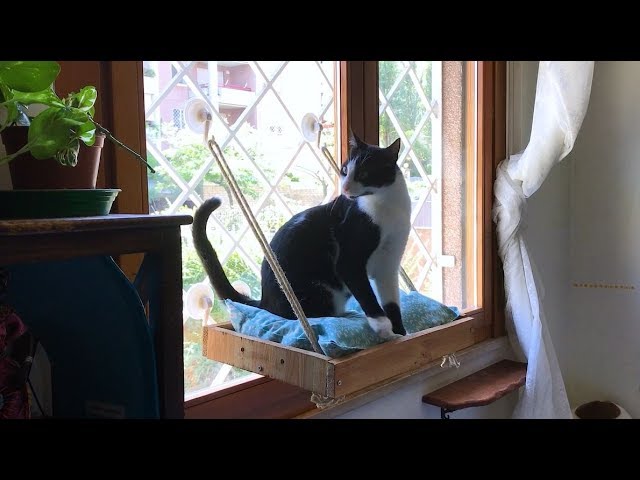 DIY cat window perch