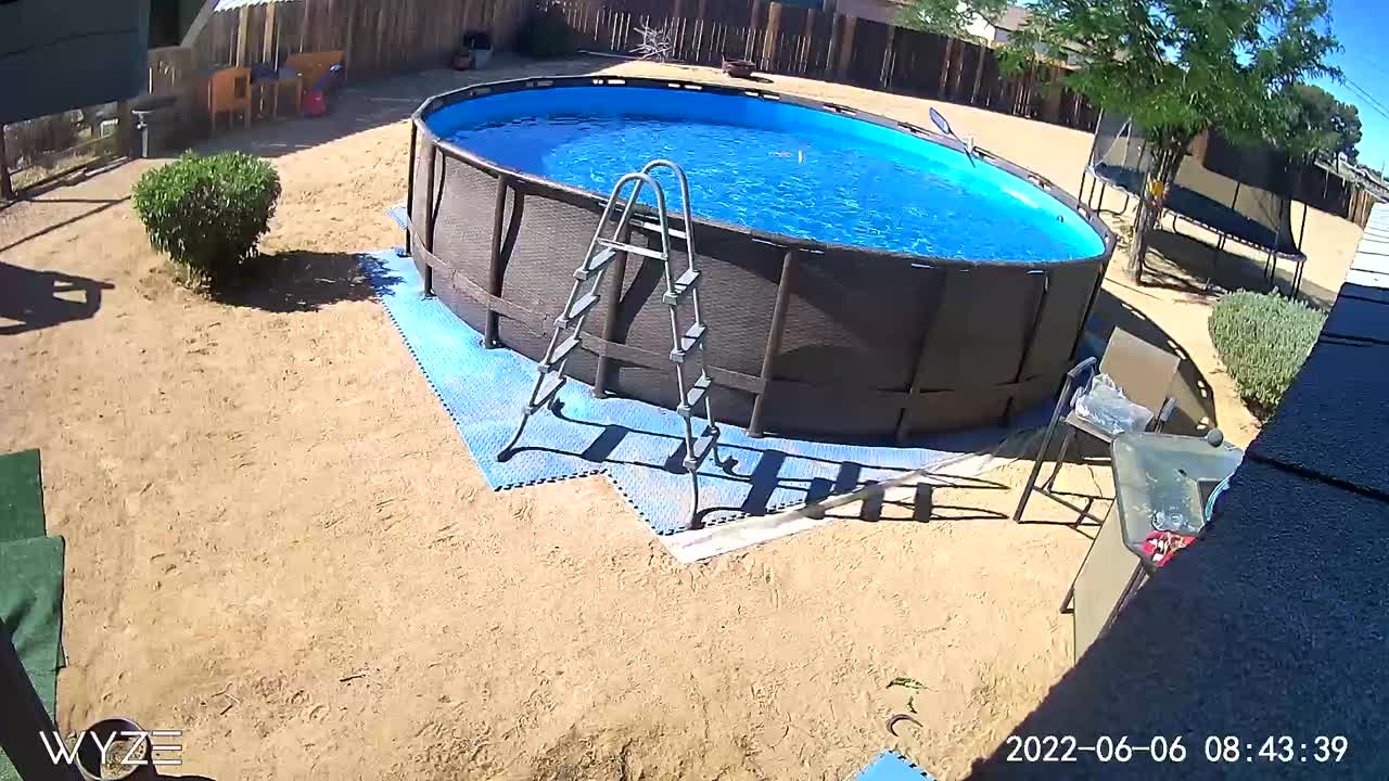 Dog Leaps off Trampoline and Jumps into Swimming Pool