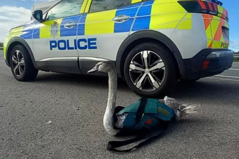 Swan crash lands on A15 near Lincoln - and forces road closure