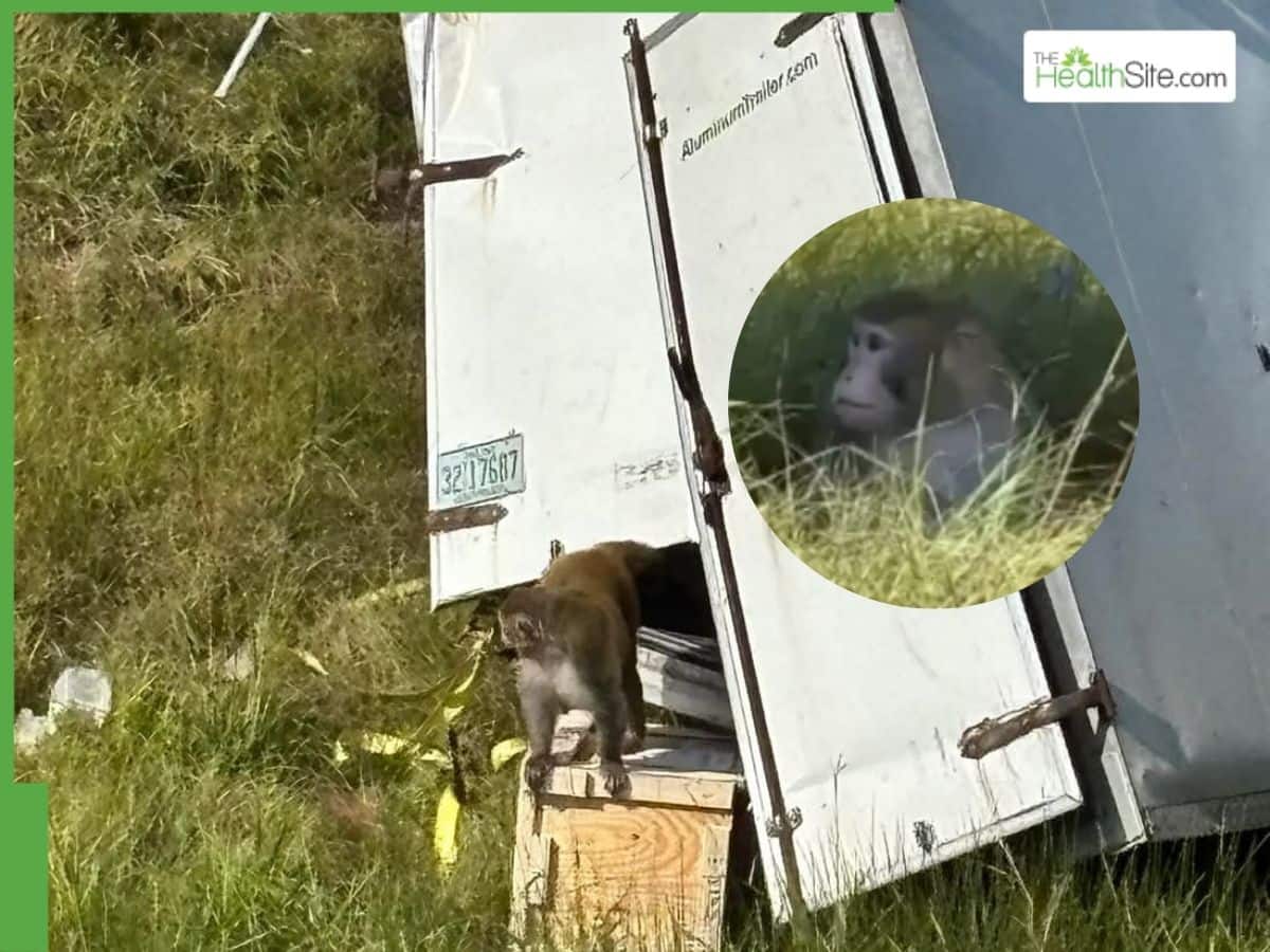Monkeys Carrying Covid, Hepatitis C, Herpes Virus Escaped From ...