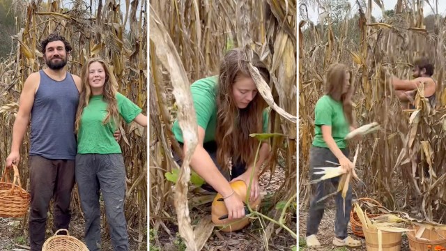 Gardeners demonstrate low-effort technique for thriving vegetables ...