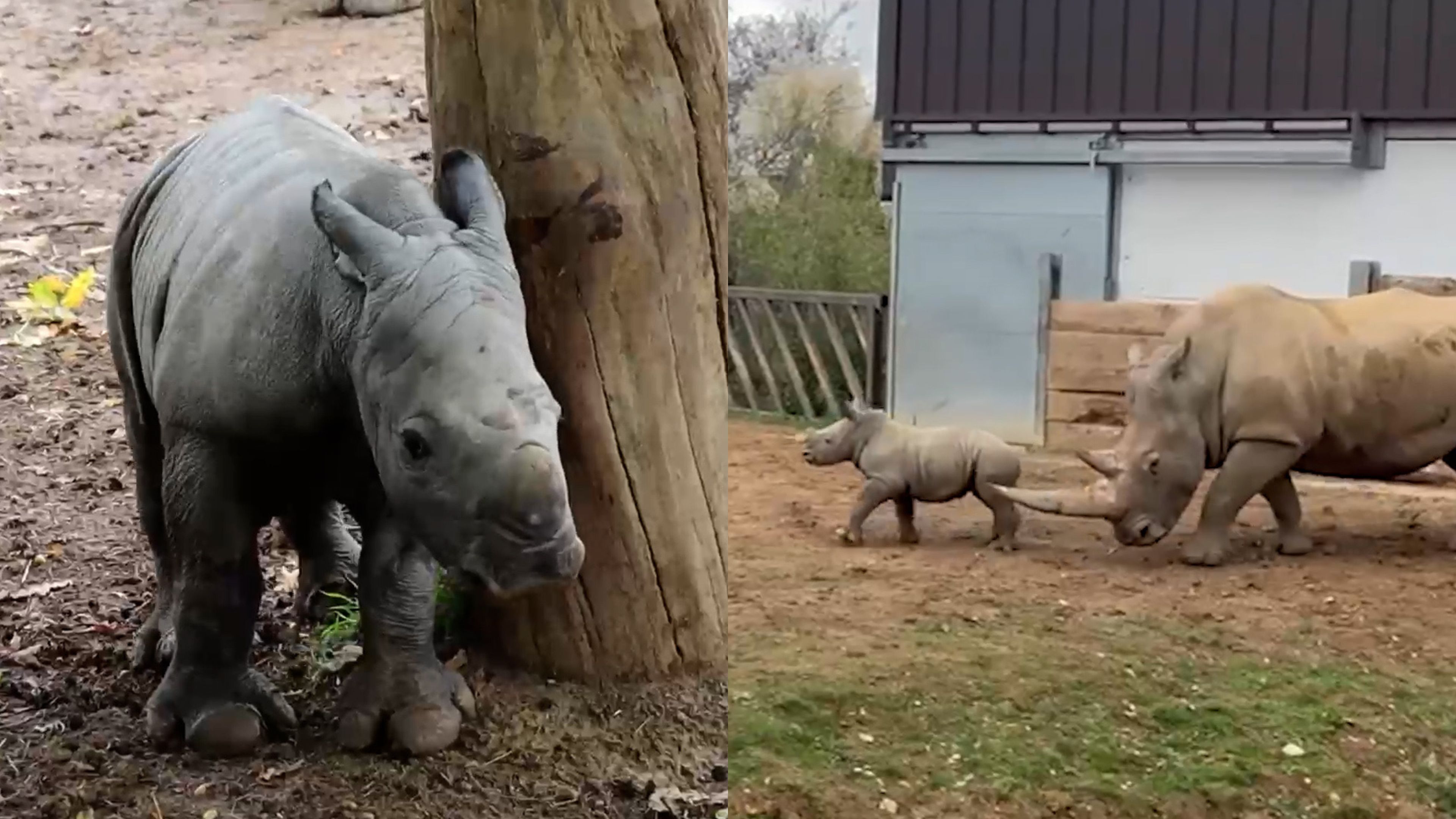 Footage shows birth and conception of the only white rhino born in the ...