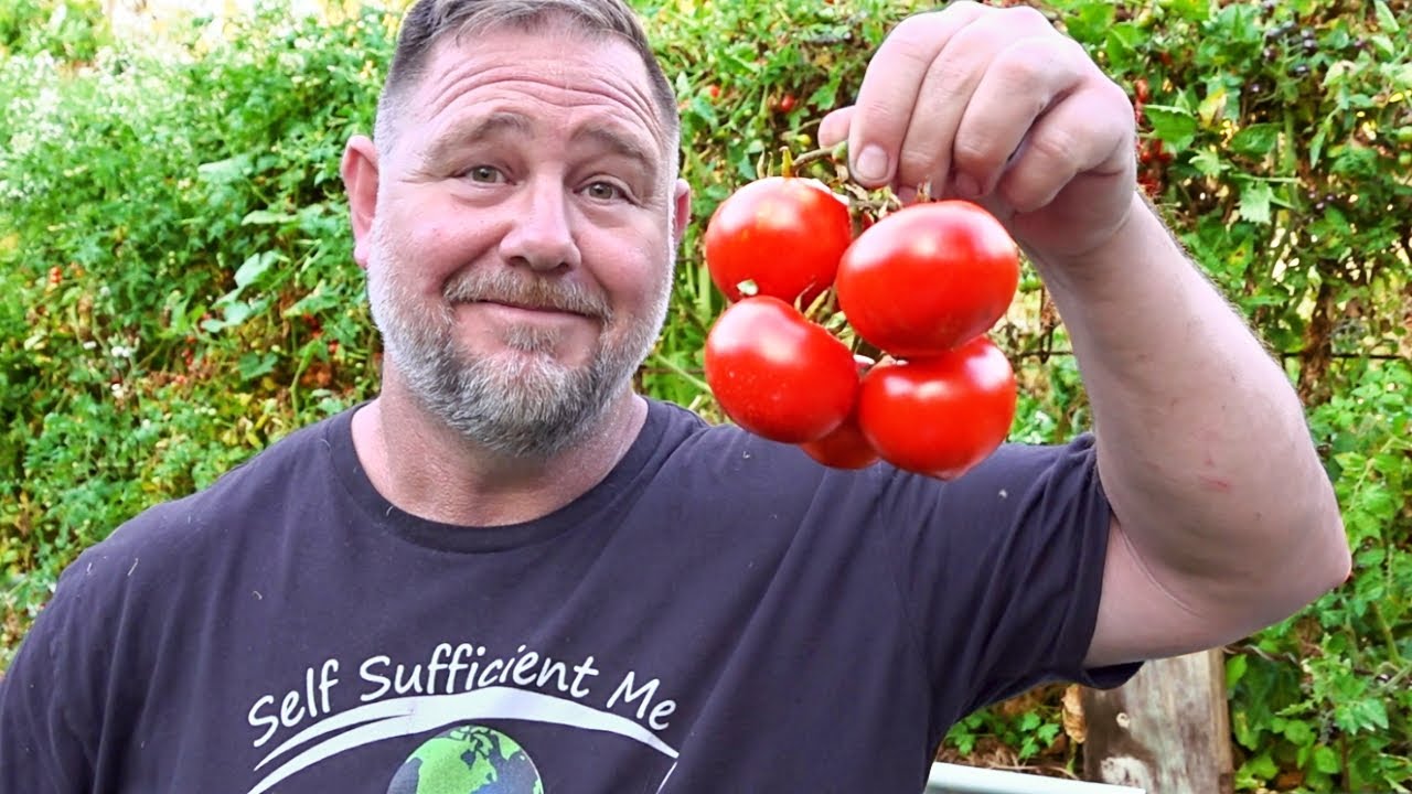 Growing avocado | mulberry | cabbage | tomato | duck | vlog