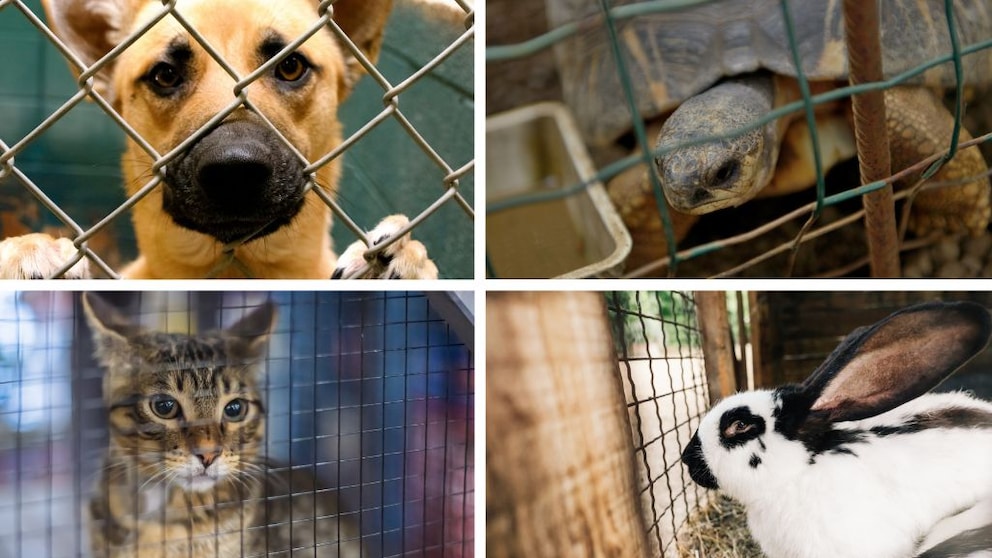 These Animals Have a Particularly Hard Time Finding a New Home at the ...