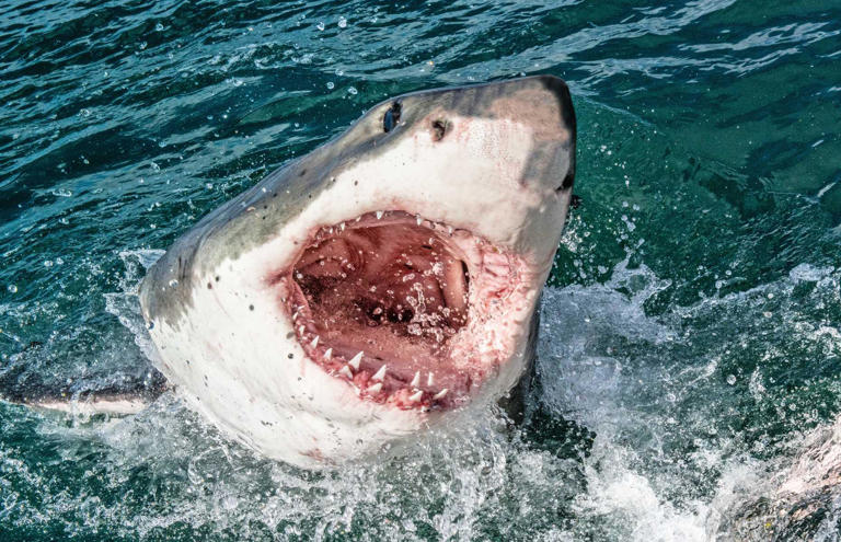 The world's most dangerous sharks, ranked