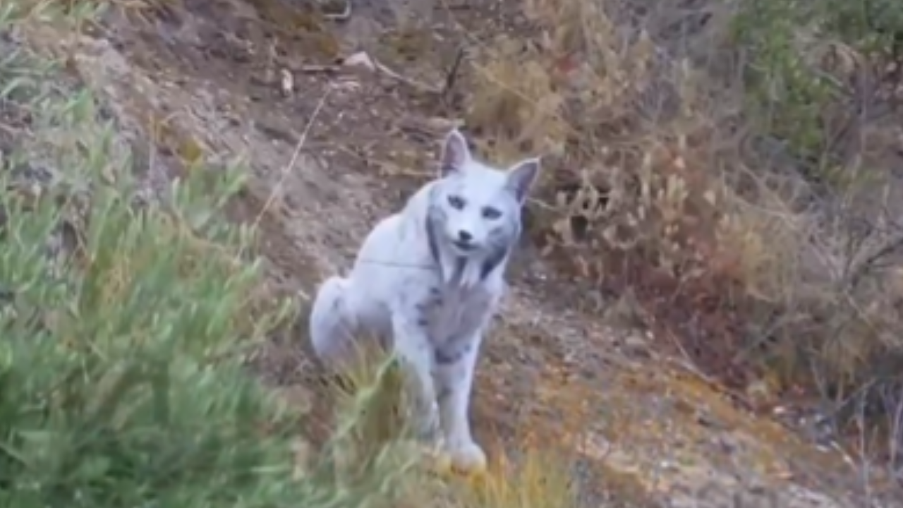 World's First-Ever White Iberian Lynx Gets Spotted In Spain, Leaves ...