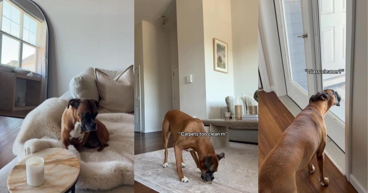 Video: Boxer Keeps Creating a Mess in Mom's Cleaning Routine