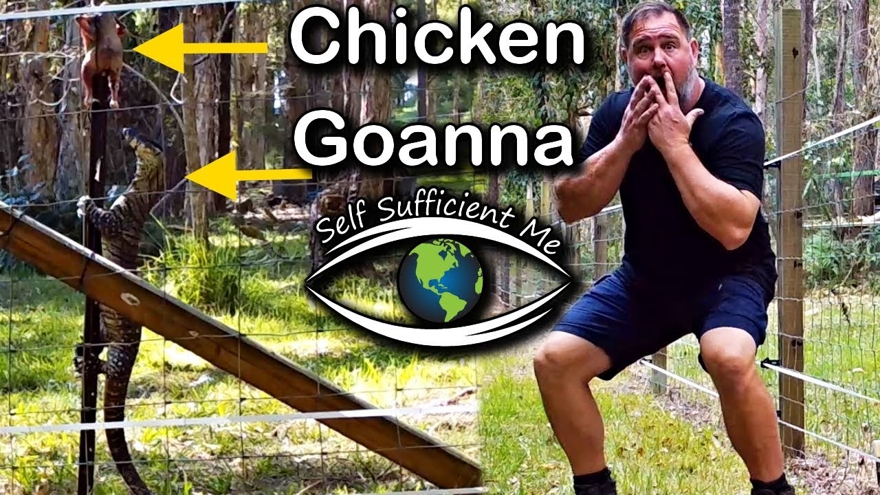 Goanna got chicken, rabbit got shock vlog