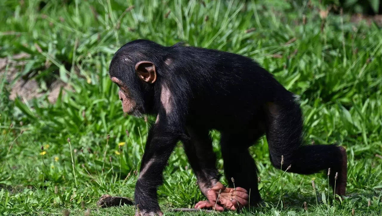 How ape shoulder and elbow adaptations shaped the evolution of human ...