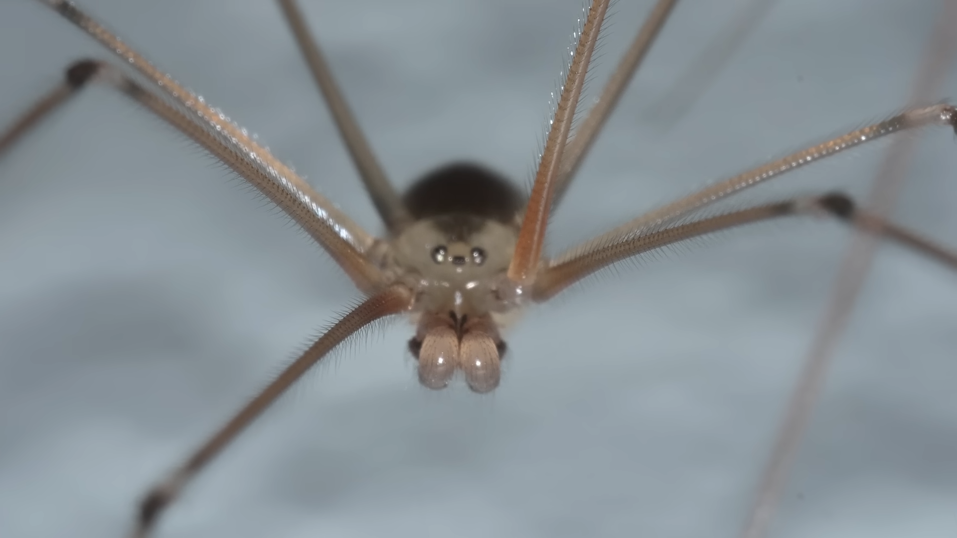 The biggest lies we’ve been told about animals