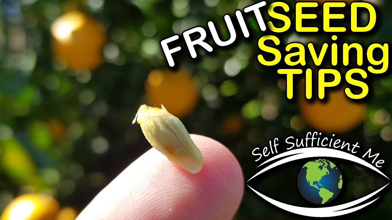 Seed saving tips ep 3 - fruit tree seed | organic gardening