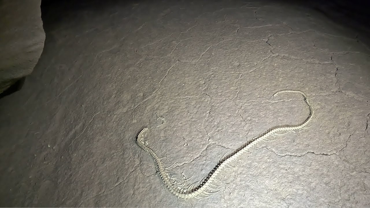Ancient Snake Fossil Found 3 Miles Inside A Cave