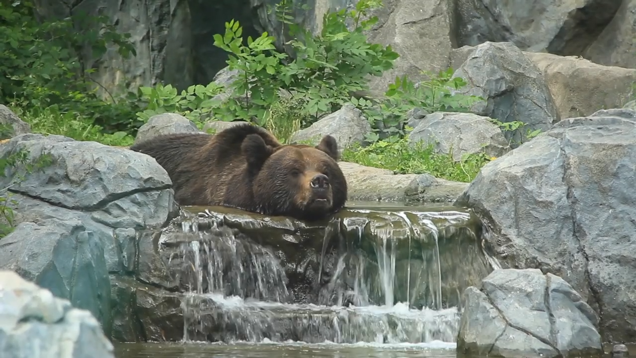 Extinct animals you really wouldn't want back