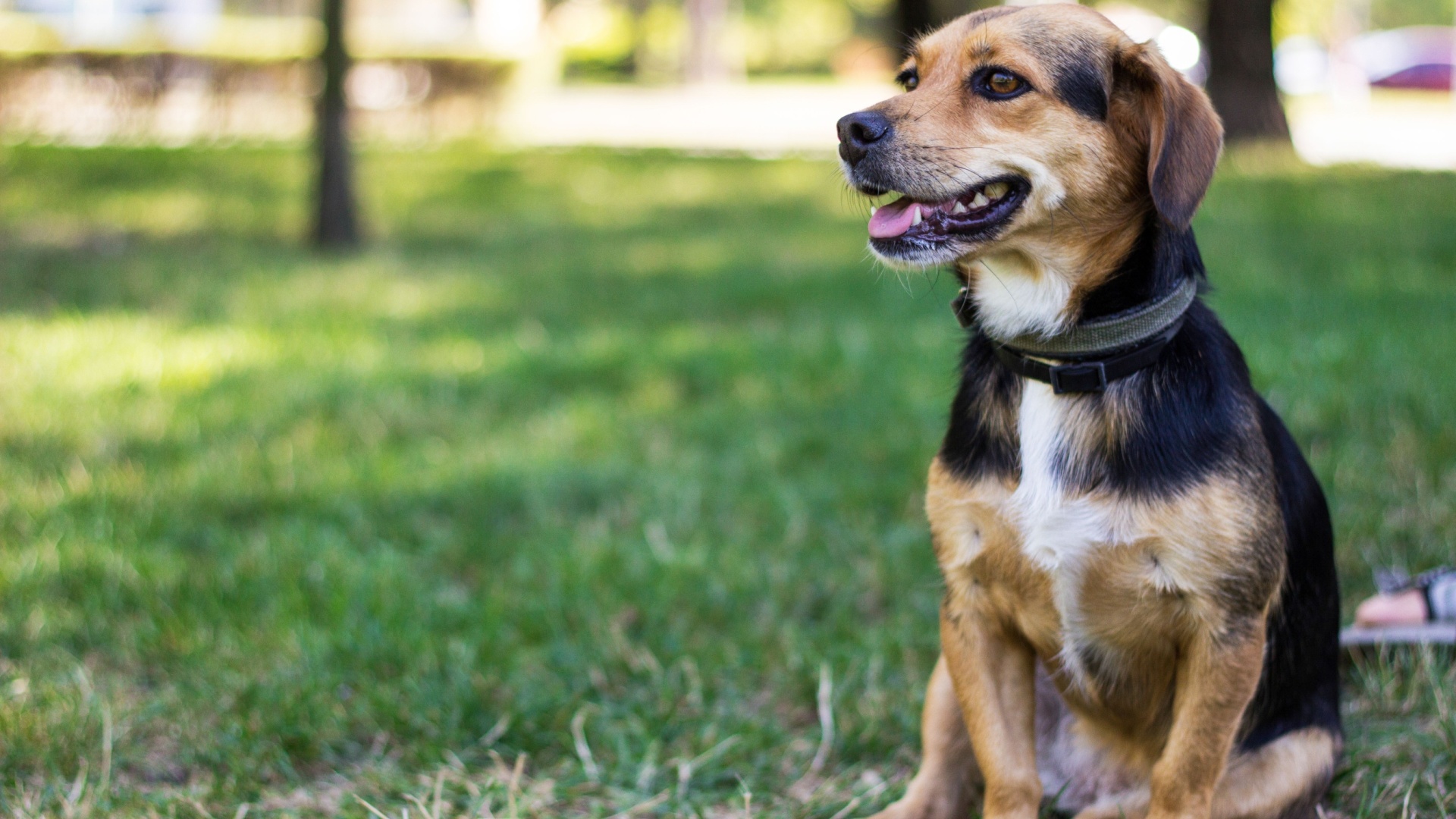 9 Clear Signs Your Adopted Dog Has Fully Settled Into Their New Home