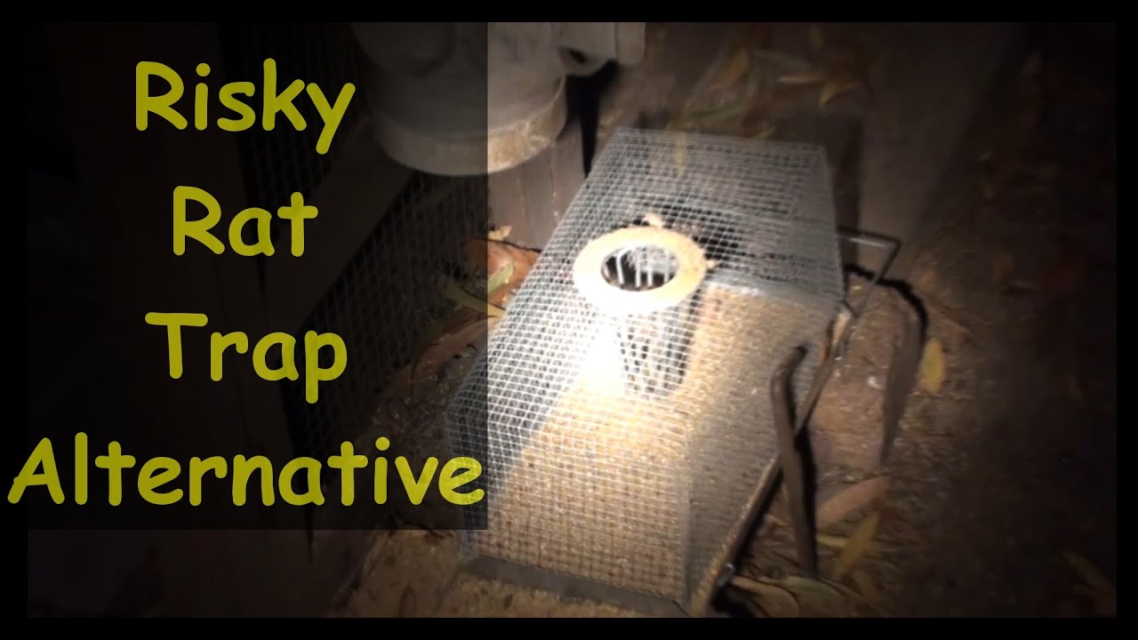 Rat problem fix for chicken pen