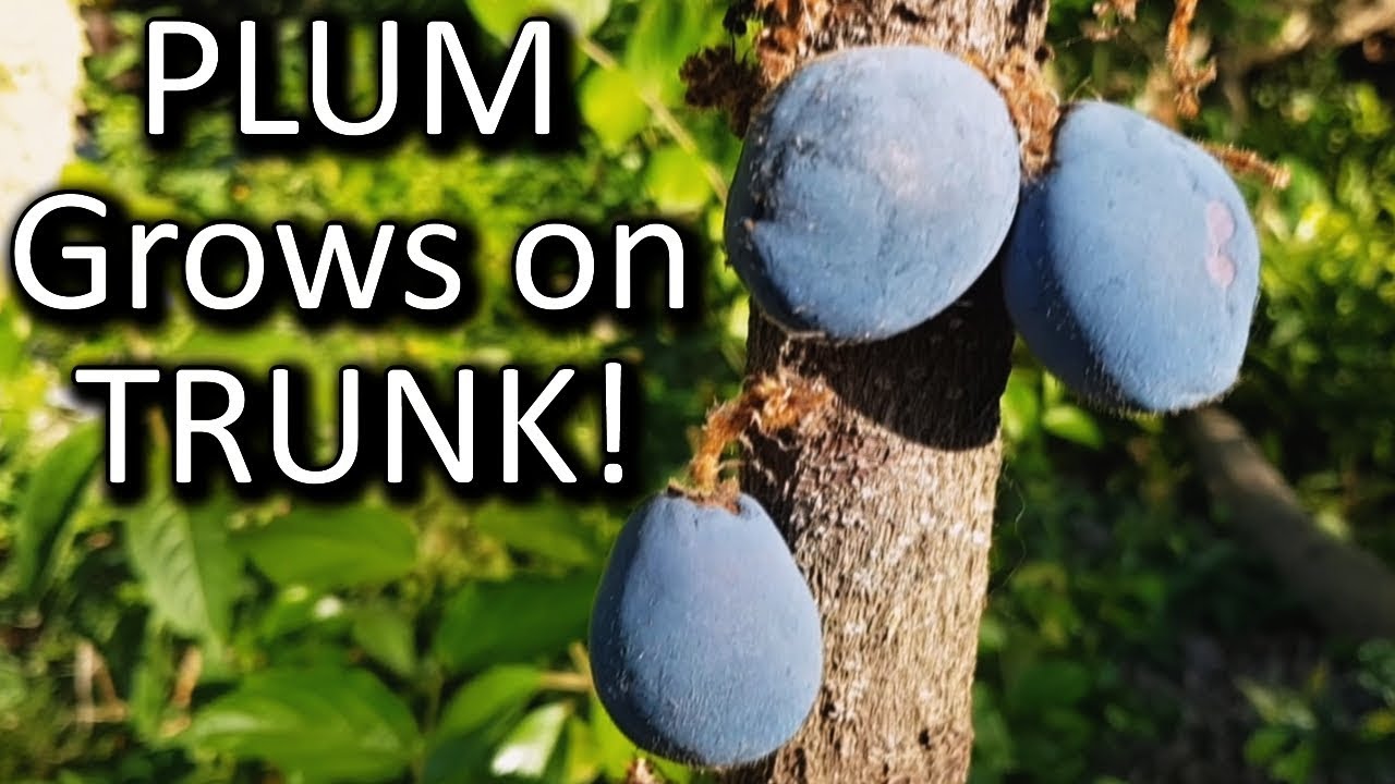 Weird plum fruits on the trunk of tree | Davidson plum rainforest bush ...