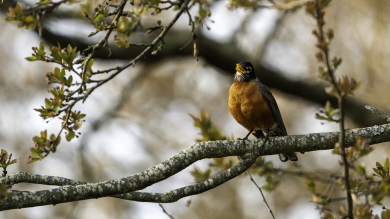 Why You Might Want To Start Attracting Robins To Your Garden