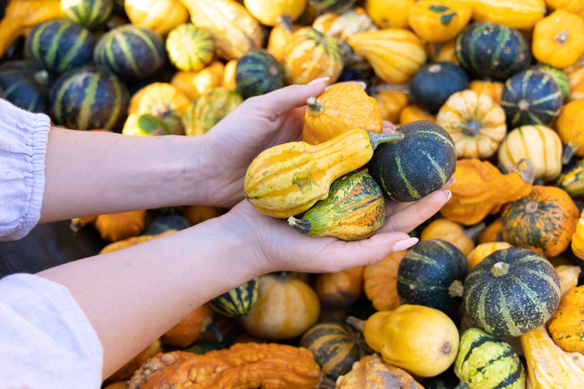 Que risque-t-on si on mange une courge ornementale?