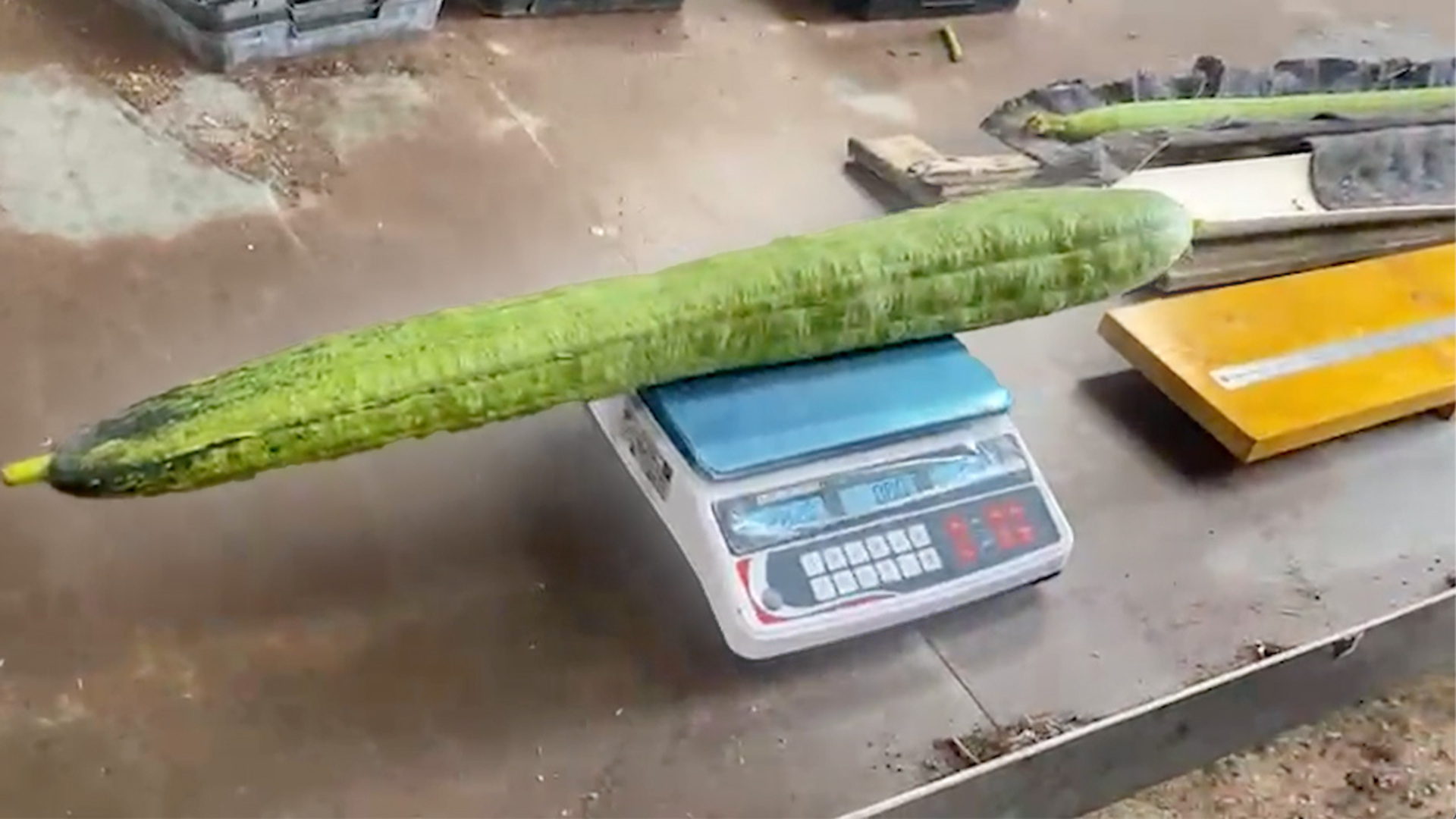 English gardener sets four giant vegetable world records