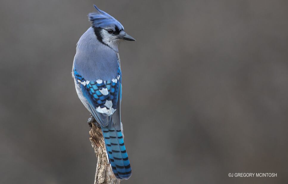 Blue jays are having a great season. Here are some things you might not ...